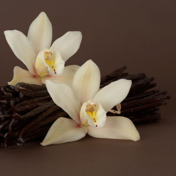 Madagascar Vanilla Beans: A Culinary Treasure Beyond Compare - Red ...